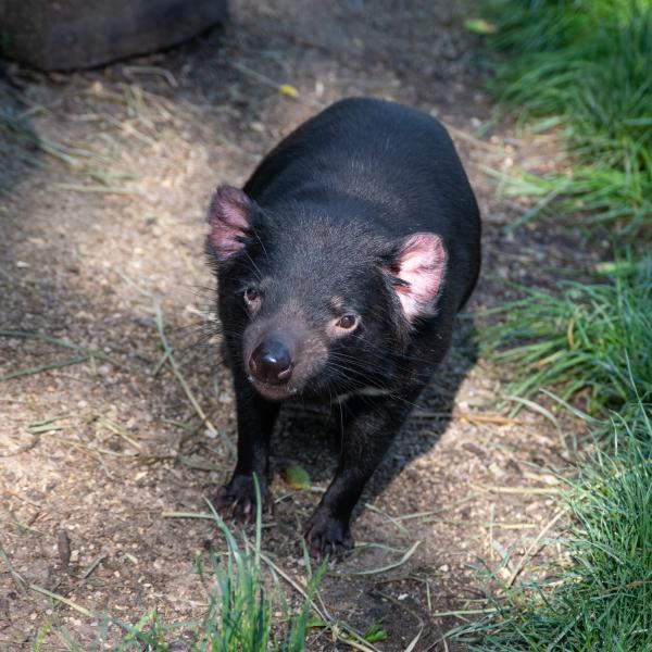 Tasmanian Devil | Columbus Zoo and Aquarium